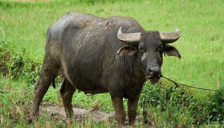 School-without-walls hones farmers knowledge, skills in carabao ...