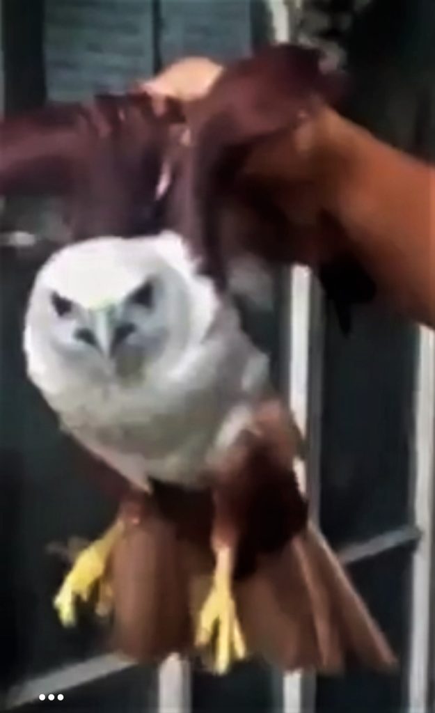 Agila nahuli - Punto! Central Luzon