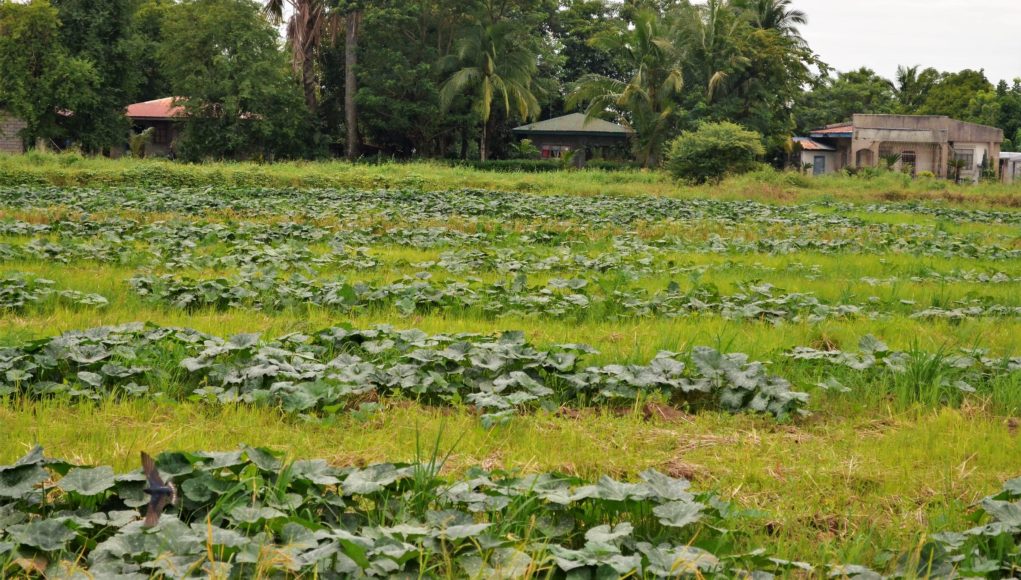 Diversified cropping pushed - Punto! Central Luzon