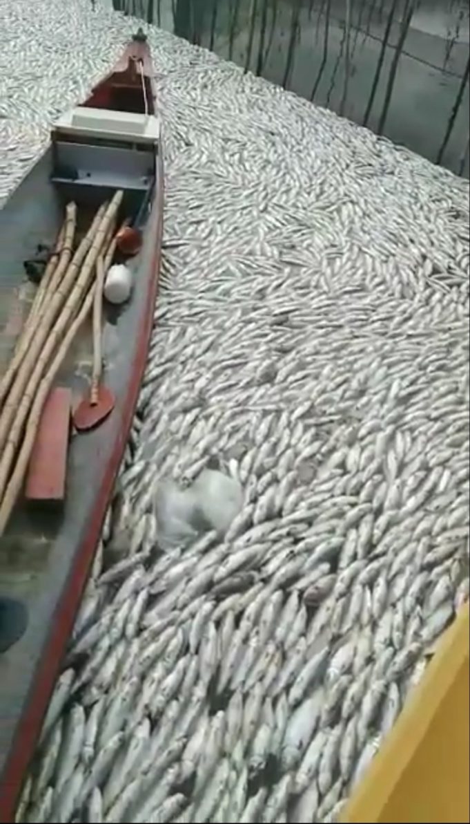 2 toneladang bangus patay sa biglang pag-ulan sa kasagsagan ng init ng ...