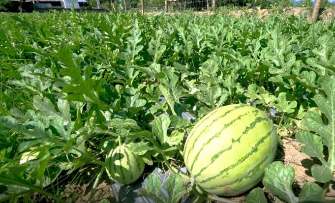 Israeli-farm tech almost triples Bataan farmers’ yield - Punto! Central ...