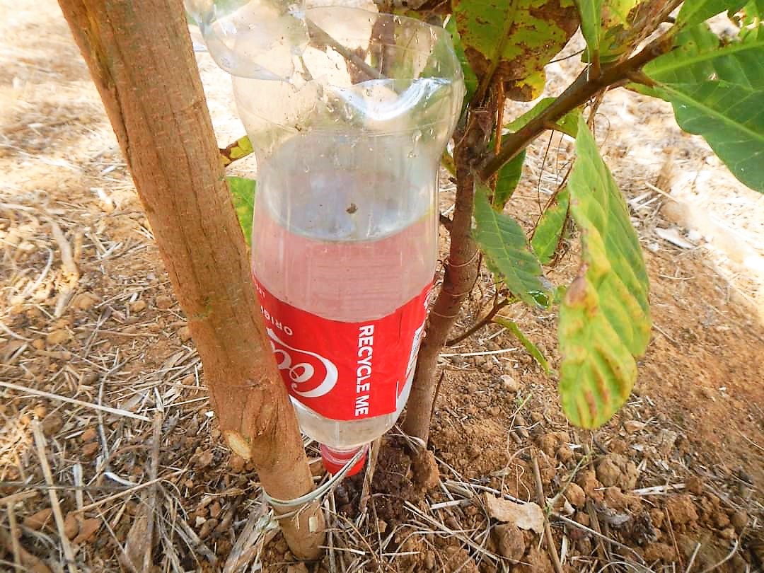 Micro-irrigation used for trees in dam watershed - Punto! Central Luzon