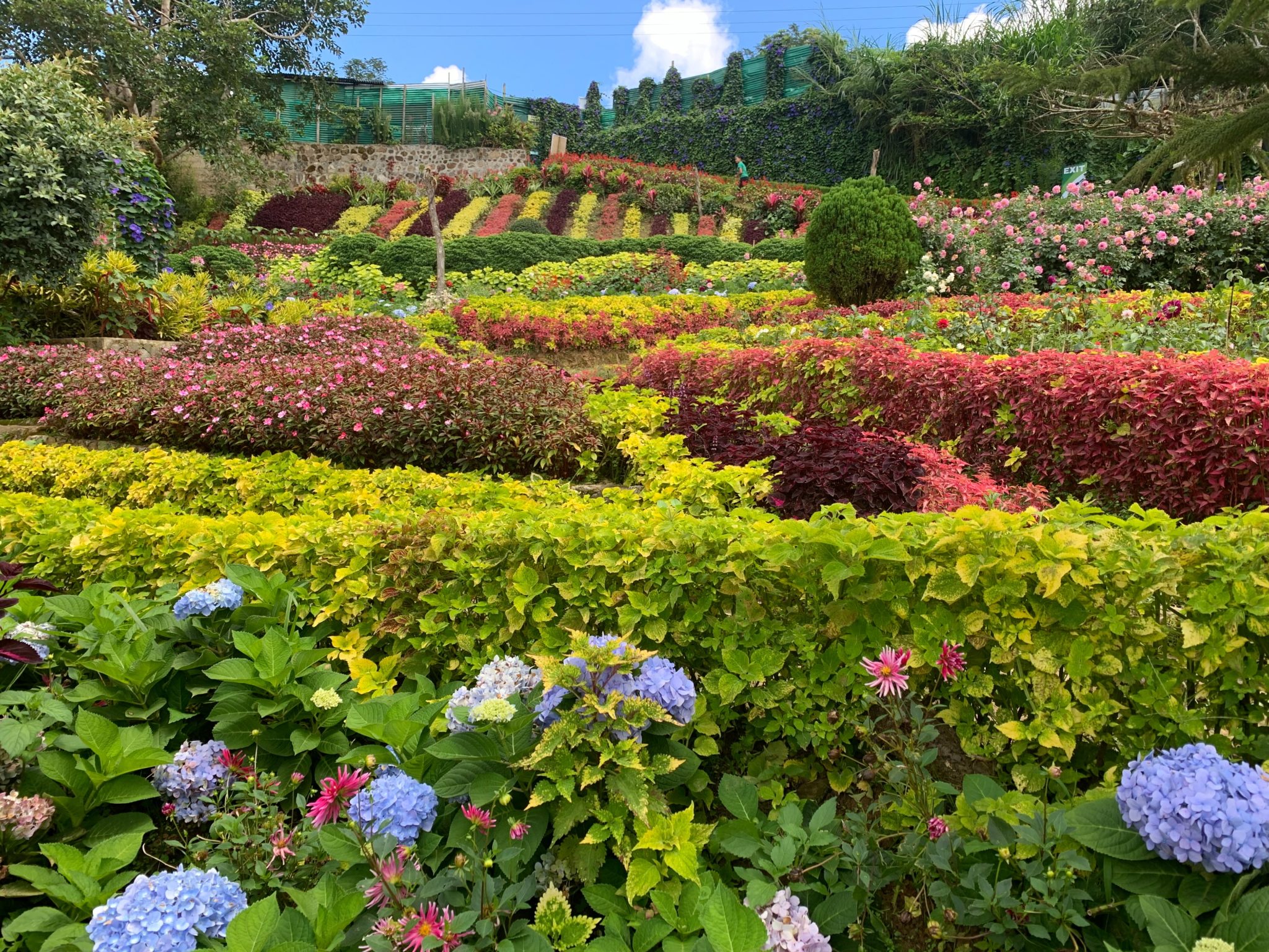 Post-Covid travel: A quick escape to Cebu - Punto! Central Luzon