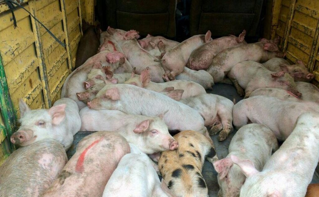 Sentinel pig program continues in Bataan - Punto! Central Luzon