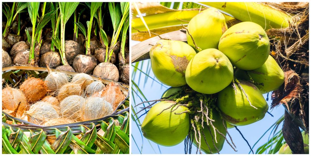 LANDBANK opens new credit window to support coconut farmers - Punto ...