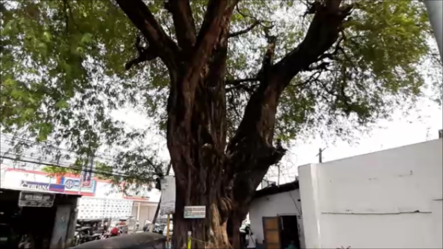 Bataan markers, monuments, trees remind of WWII - Punto! Central Luzon