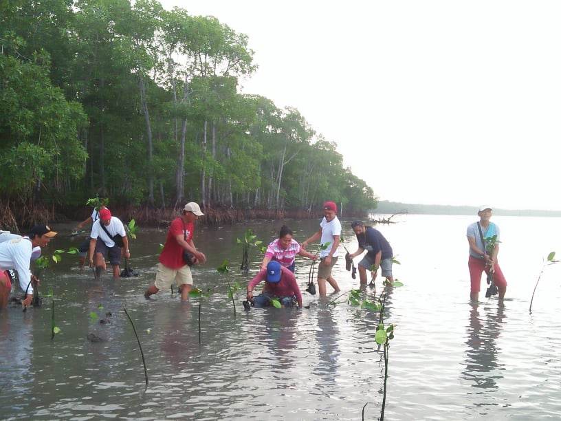Bataan passenger jeepney association holds tree planting , Punto ...