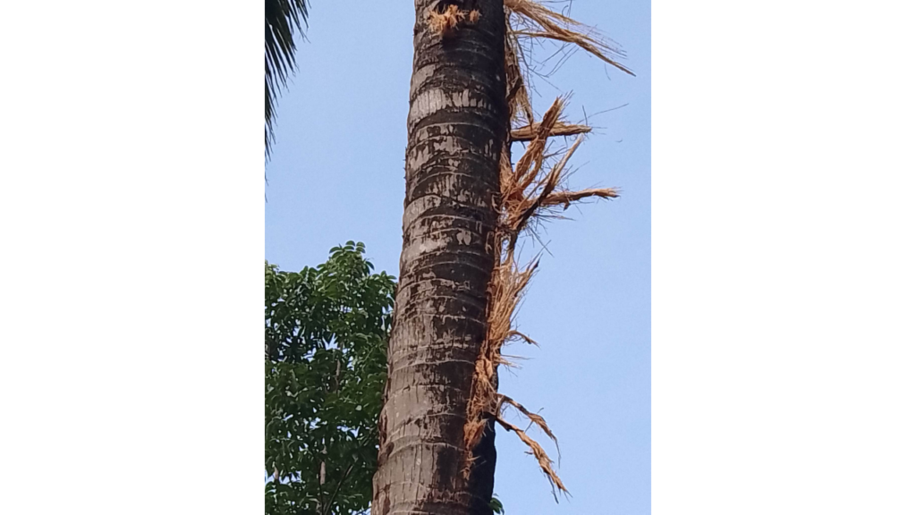 2 dead, 1 injured in lightning strike - Punto! Central Luzon