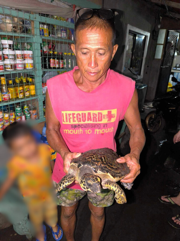 Sea turtle rescued, released in Morong - Punto! Central Luzon